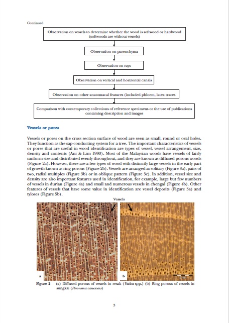FRIM Digital Shop. Introduction to Basic Wood Identification